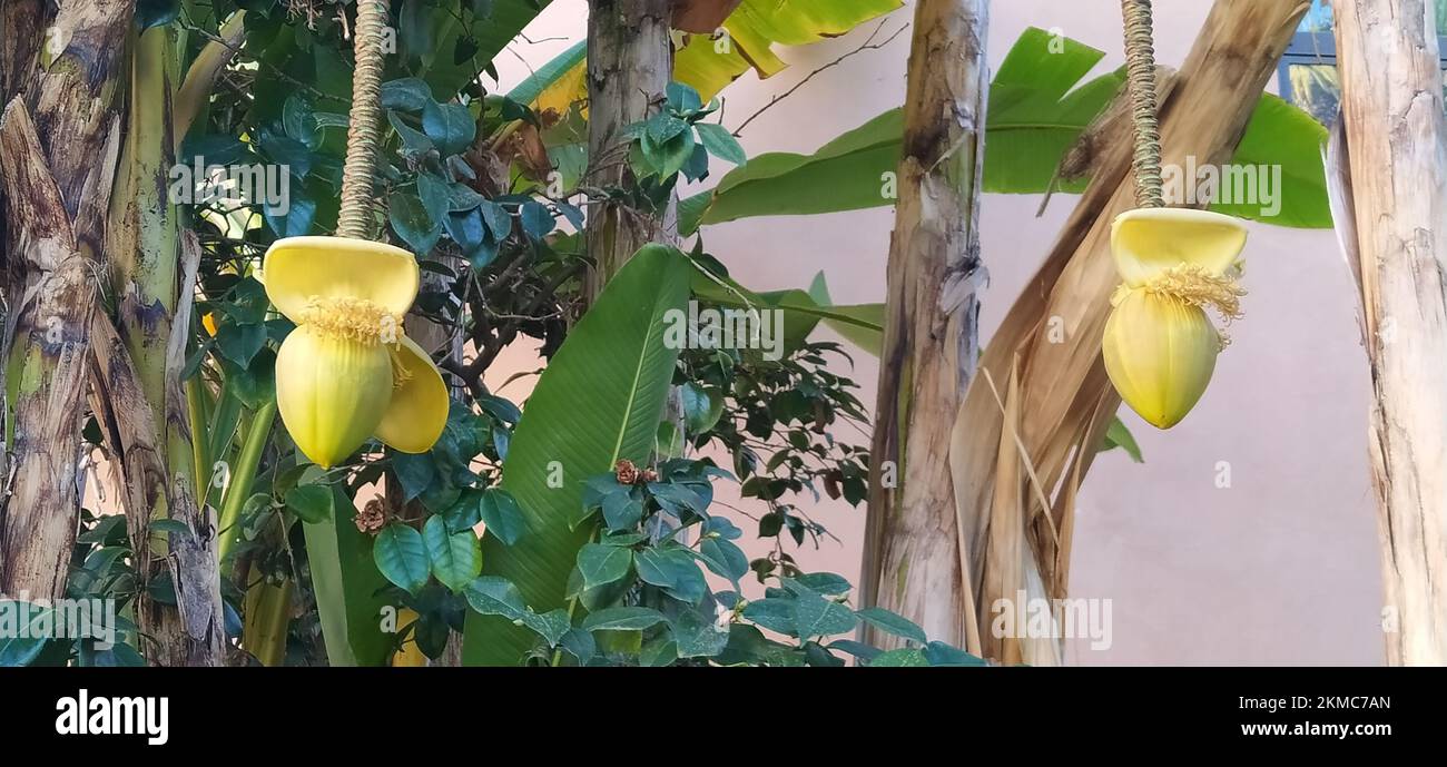 green trees of coconut plants, bananas and plane trees in the wild ...