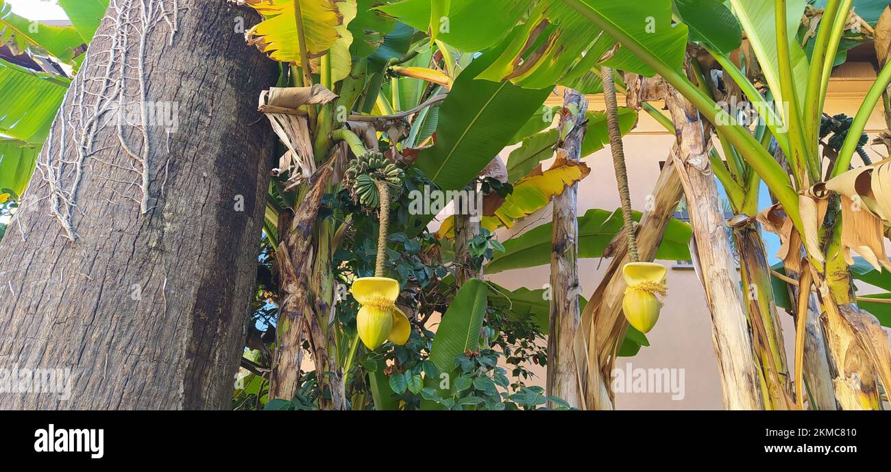 green trees of coconut plants, bananas and plane trees in the wild ...