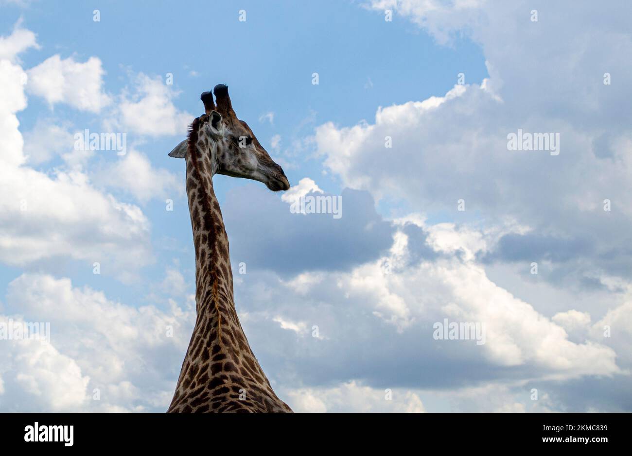 Single giraffe with heads in thevclouds looking sideways at the Mkuze ...