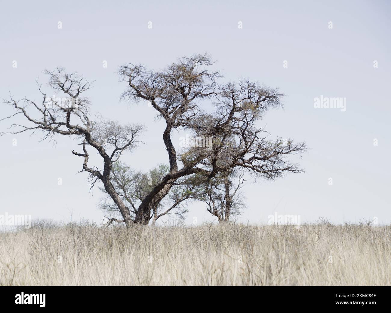 Landscape with tree in the dry landscape of the Kgalagadi Transfrontier ...