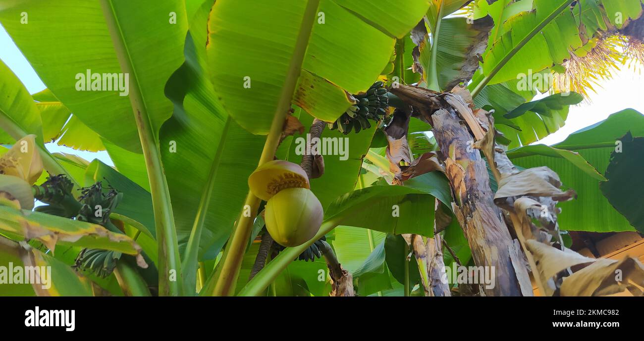 green trees of coconut plants, bananas and plane trees in the wild ...