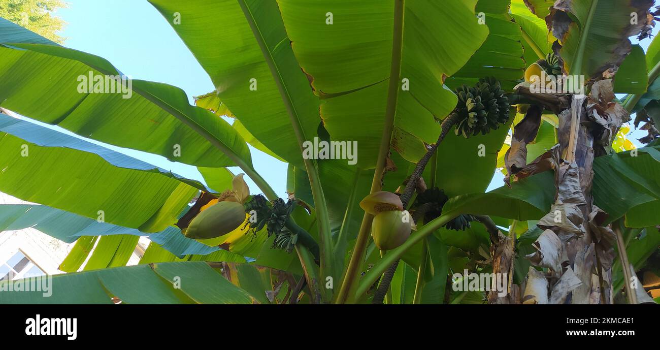 green trees of coconut plants, bananas and plane trees in the wild ...