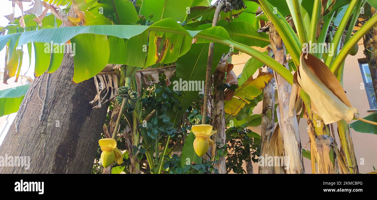 green trees of coconut plants, bananas and plane trees in the wild ...