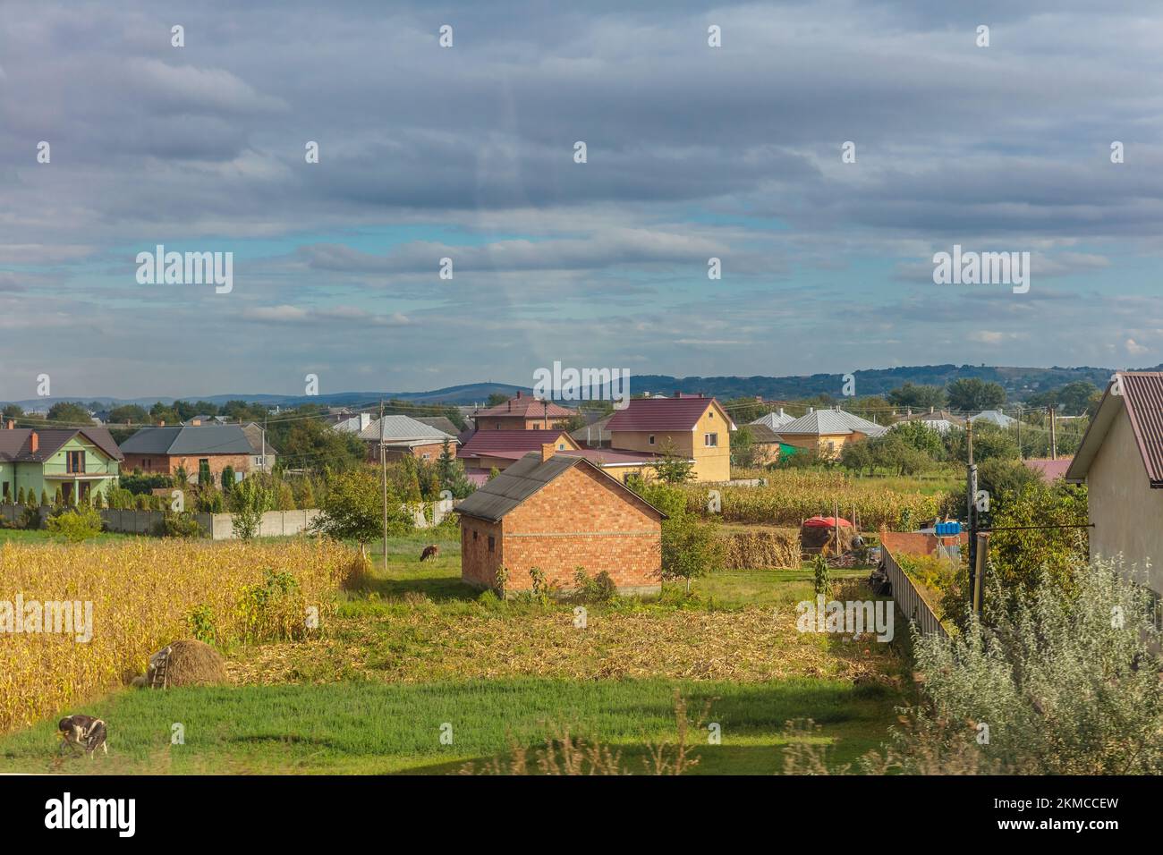 A wide rice field in Rural Ukraine Stock Photo - Alamy