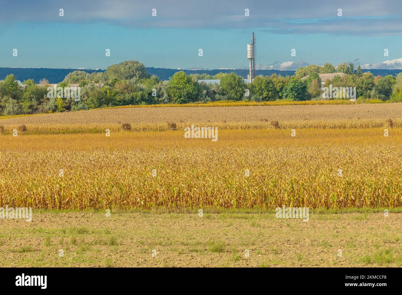 A wide rice field in Rural Ukraine Stock Photo - Alamy