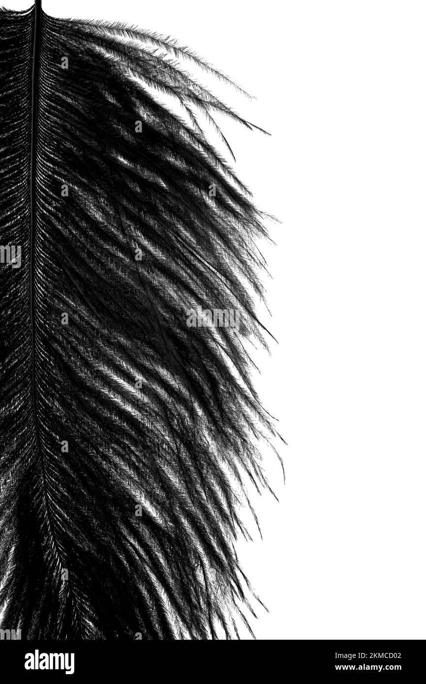 Beautiful dark peacock feather Black and White Stock Photos & Images ...