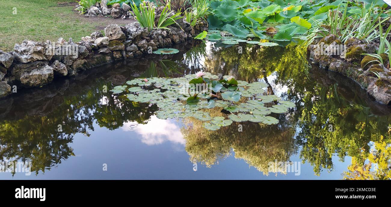 green water lilies in a fresh pond in the botanical park of pisa in ...