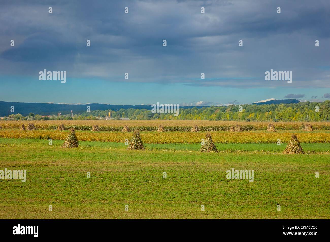 A wide rice field in Rural Ukraine Stock Photo - Alamy