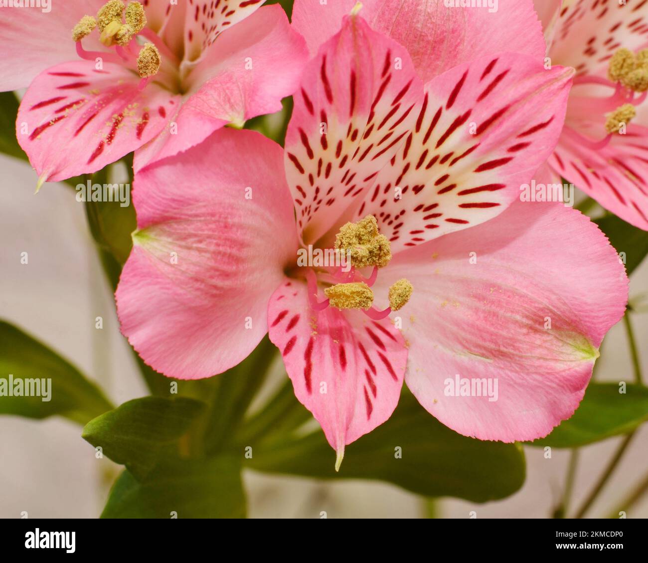 Petal peruvian lily alstroemeria hi-res stock photography and images ...