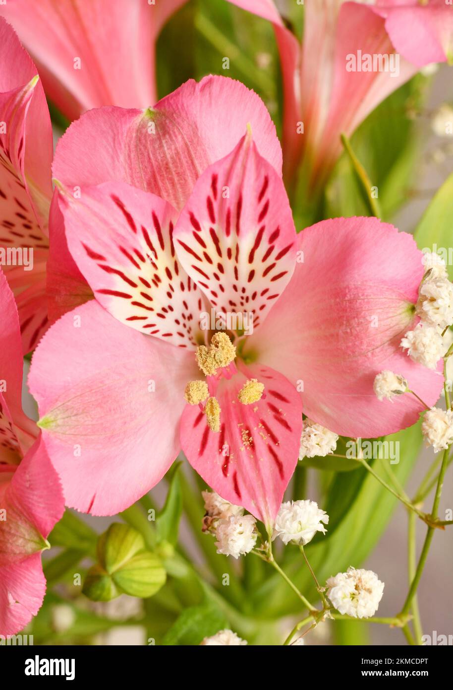 Flower Peruvian lily Alstroemeria (Latin Alstroemeria) or Inca lily ...