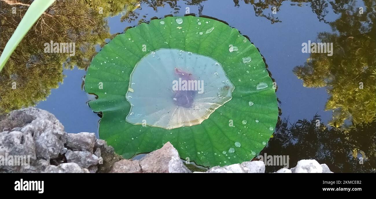green water lilies in a fresh pond in the botanical park of pisa in ...