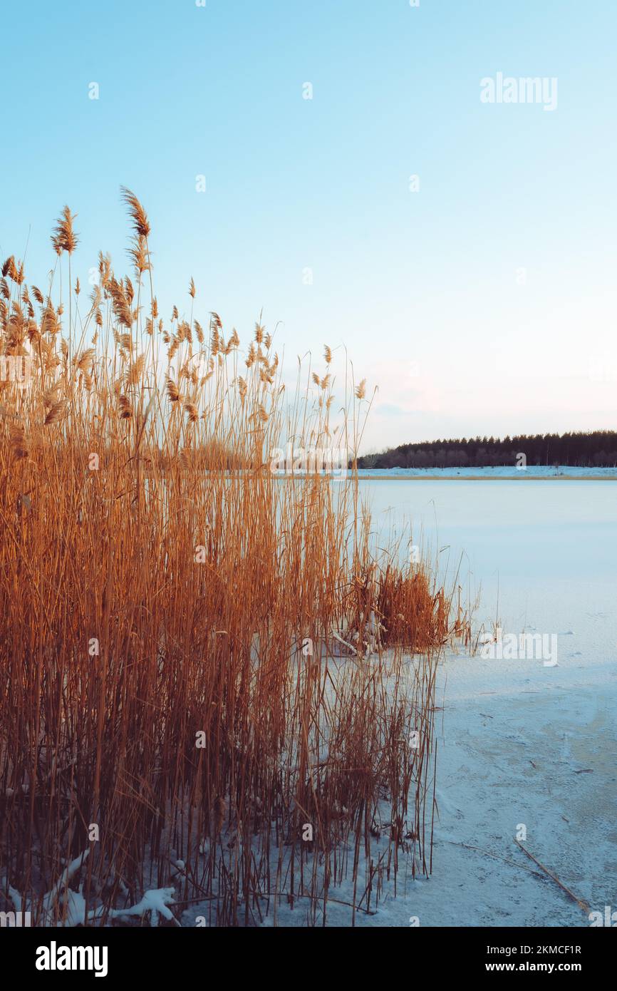 A tranquil winter sunset lake with reed flowers are in bloom. Bright ...