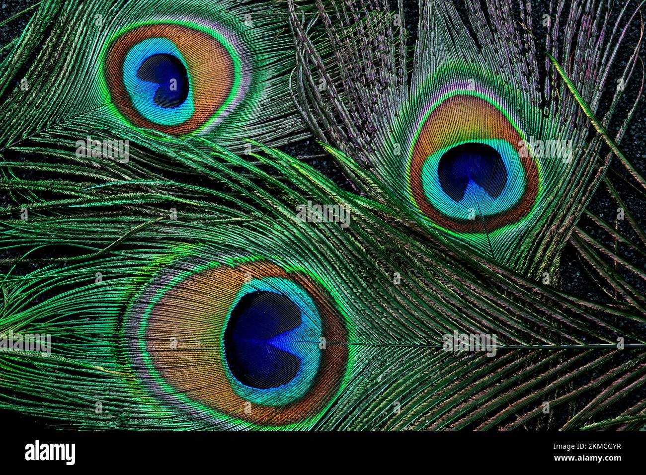 Close up feather hi-res stock photography and images - Alamy