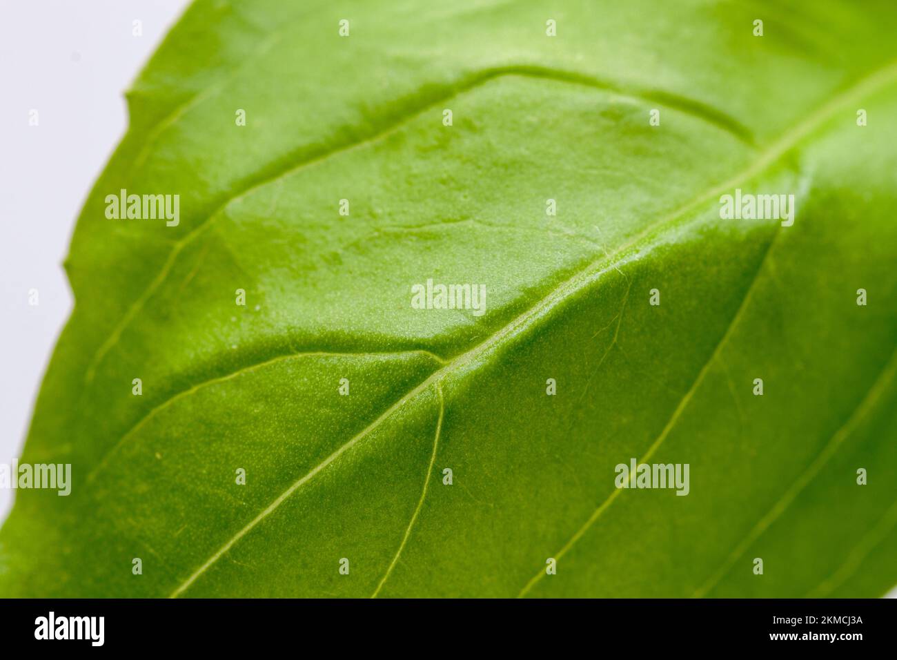 Macro shot of a basil leaf Stock Photo - Alamy