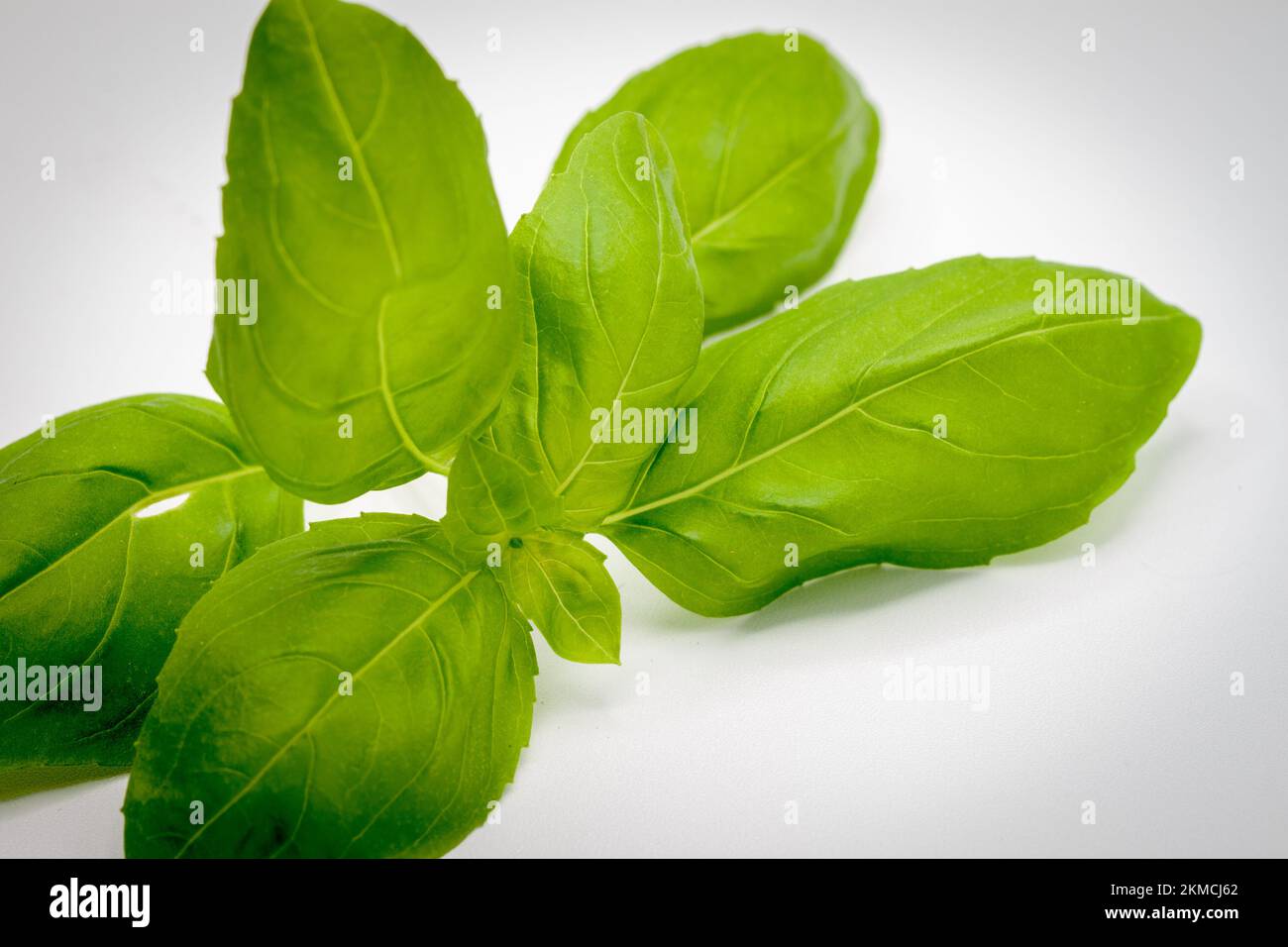 Basil leaf veins hi-res stock photography and images - Alamy