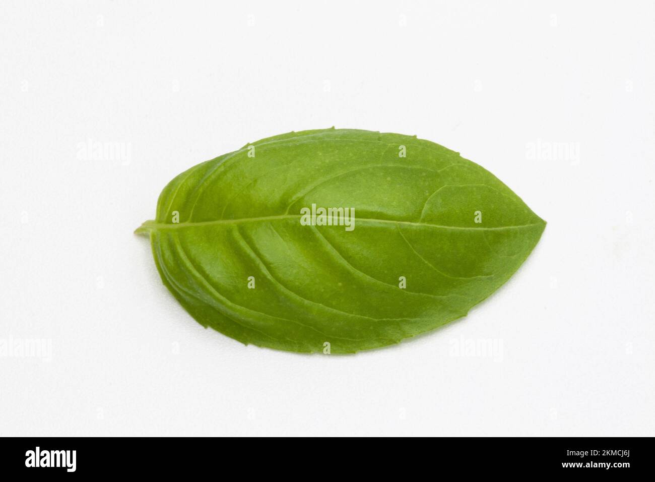 Basil leaf veins hi-res stock photography and images - Alamy
