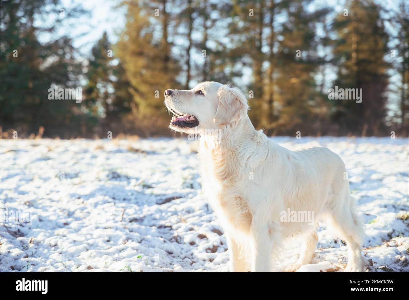 Golden retriever in winter hi-res stock photography and images - Alamy