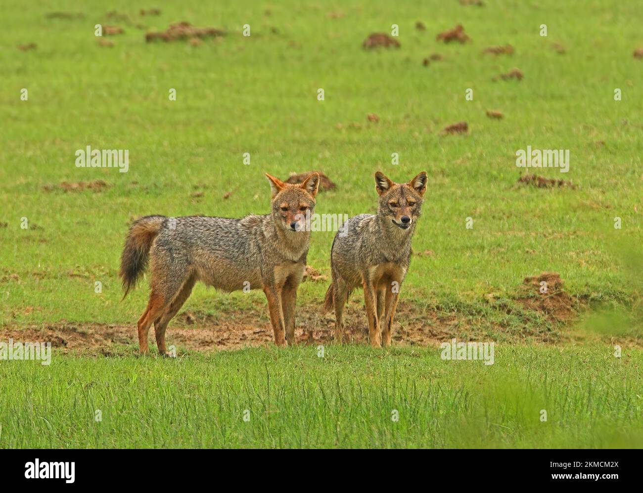 Golden Jackal (Canis aureus) pair standing on grassland Yala NP, Sri Lanka December Stock Photo ...