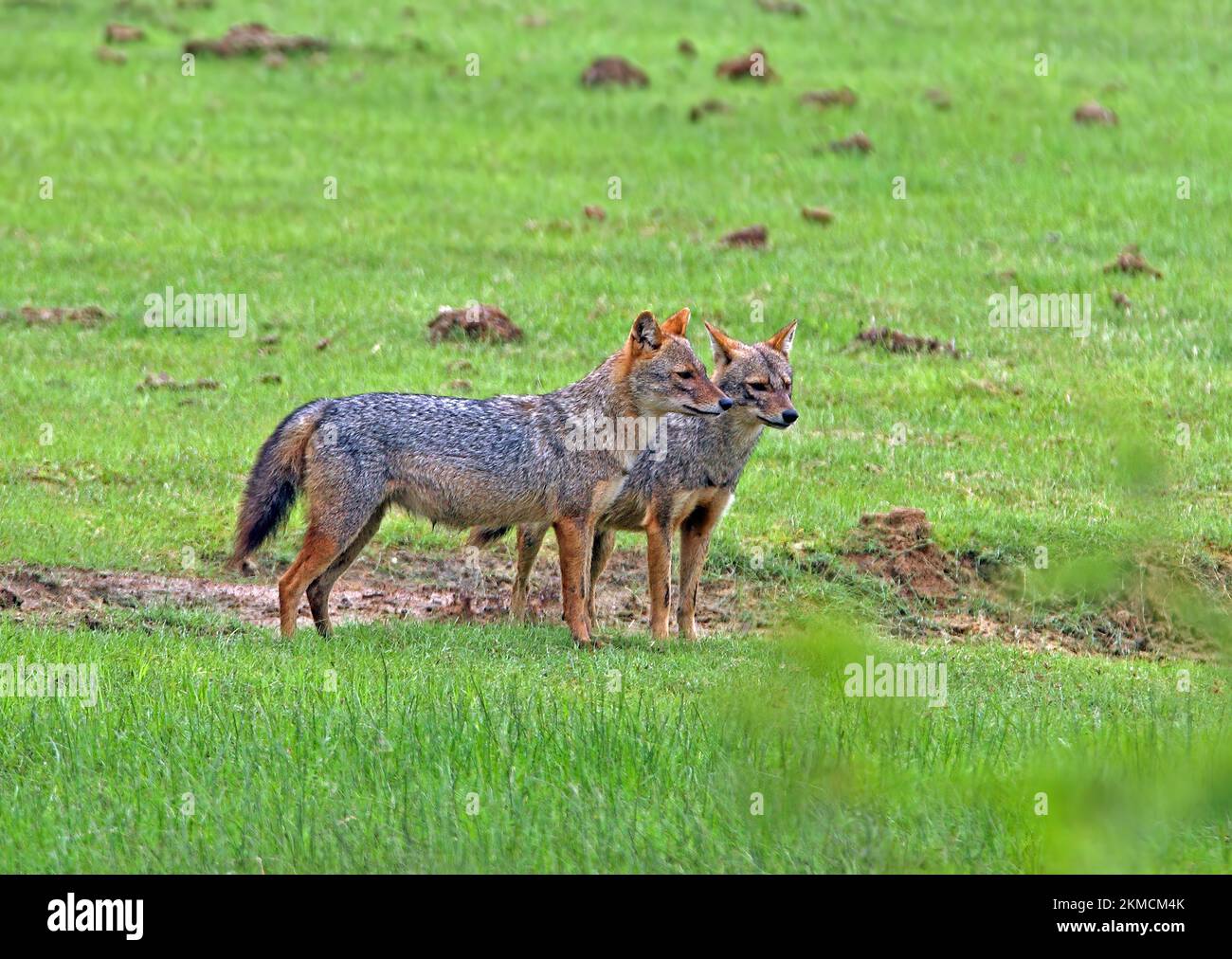 Golden Jackal (Canis aureus) pair standing on grassland Yala NP, Sri Lanka December Stock Photo ...