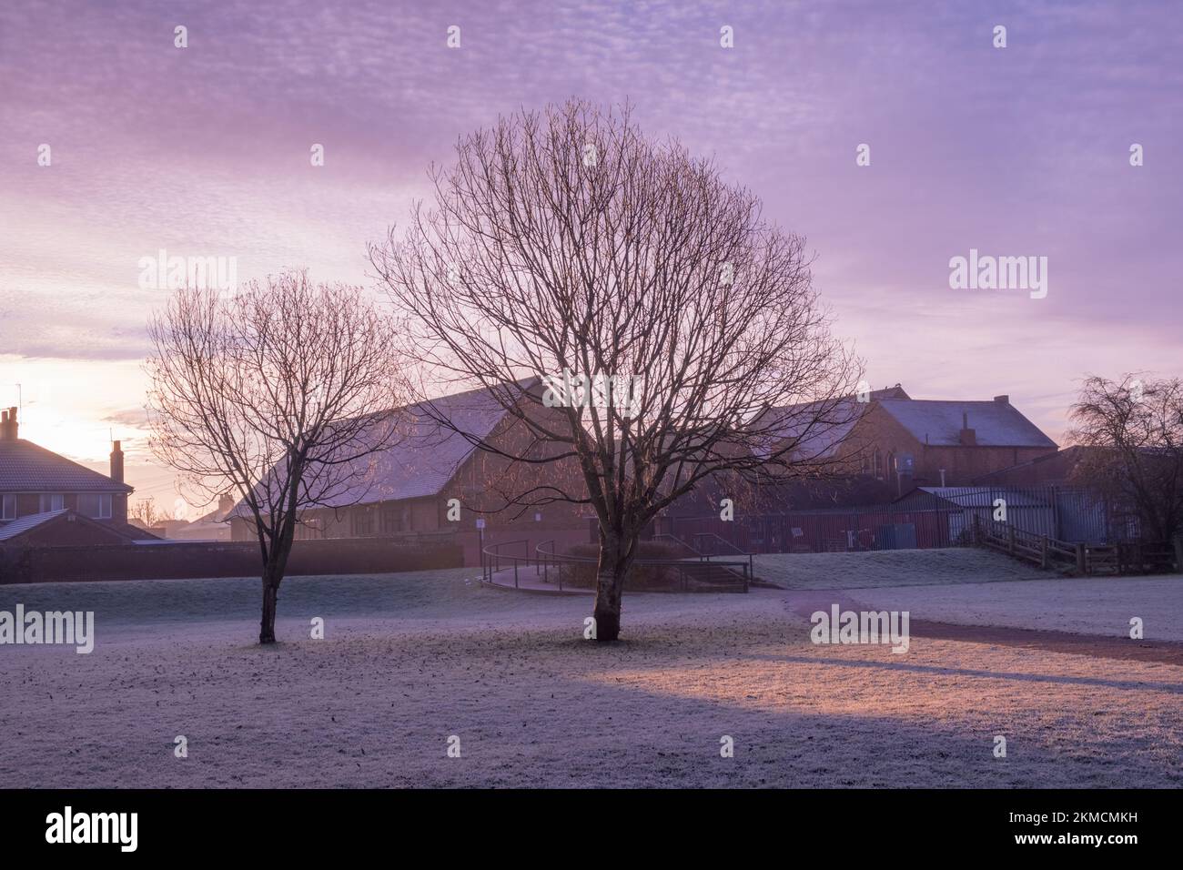 HDR picture of 2 trees in a frozen scene in winter at dawn Stock Photo ...