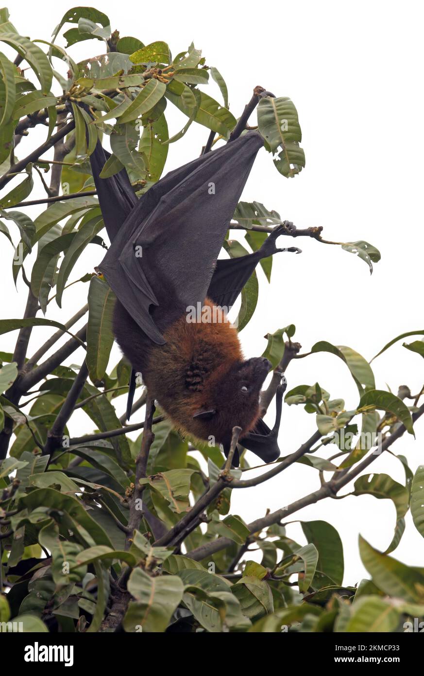 Indian flying fox pteropus giganteus hi-res stock photography and ...