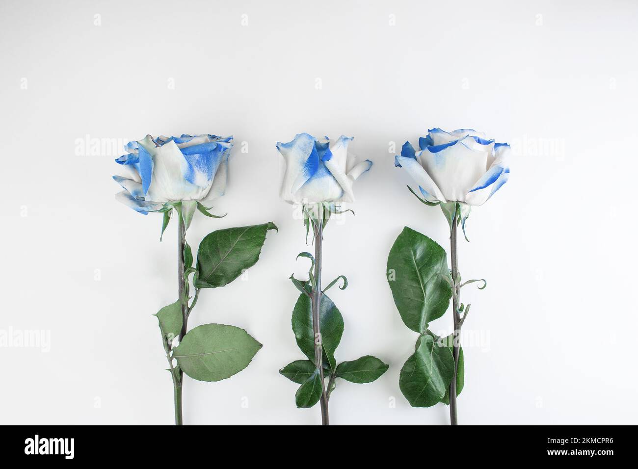 Blue roses on a white background. Concept romantic greeting card ...