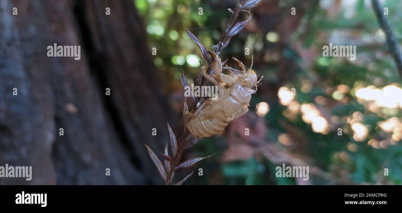 Dried cockroach insect fossil on a branch in the wild Stock Photo - Alamy