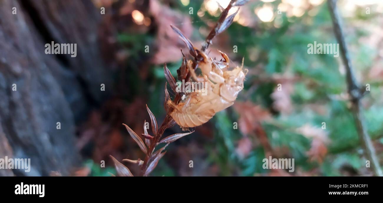 Dried cockroach insect fossil on a branch in the wild Stock Photo - Alamy