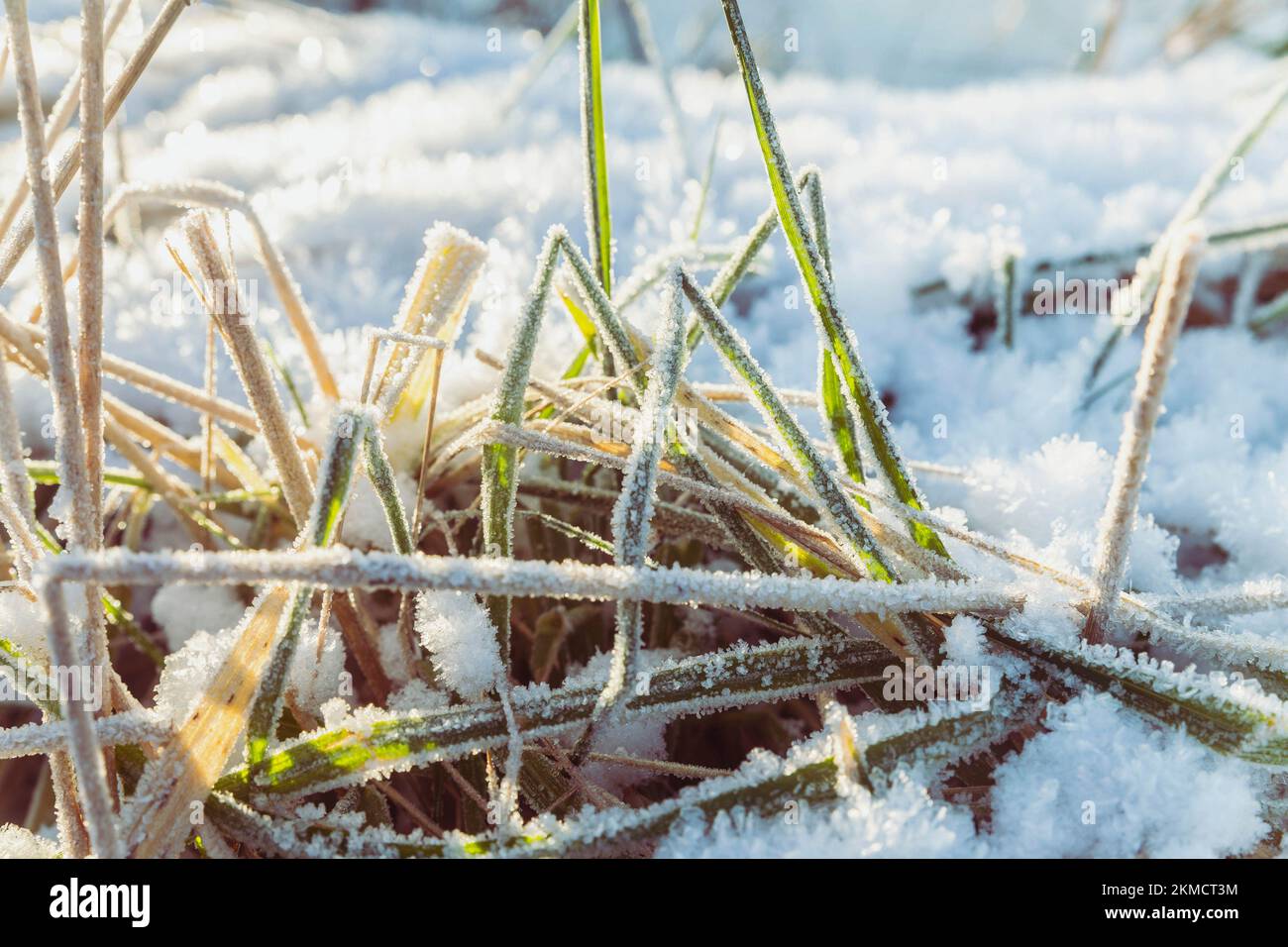 Frost covered grass at dawn in Denmark Stock Photo - Alamy