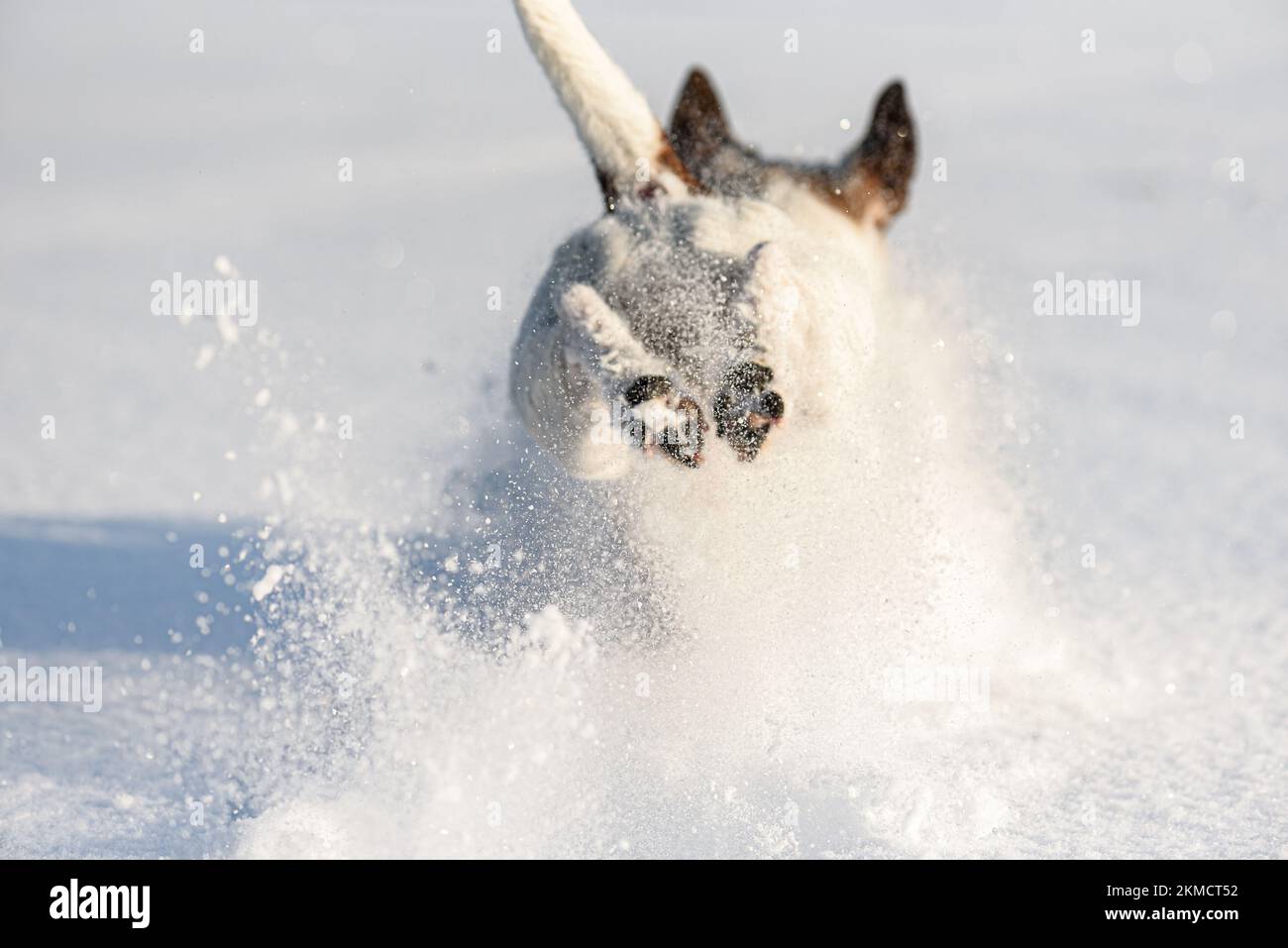 Shot from behind of dog running away with focus on cute paws and ...
