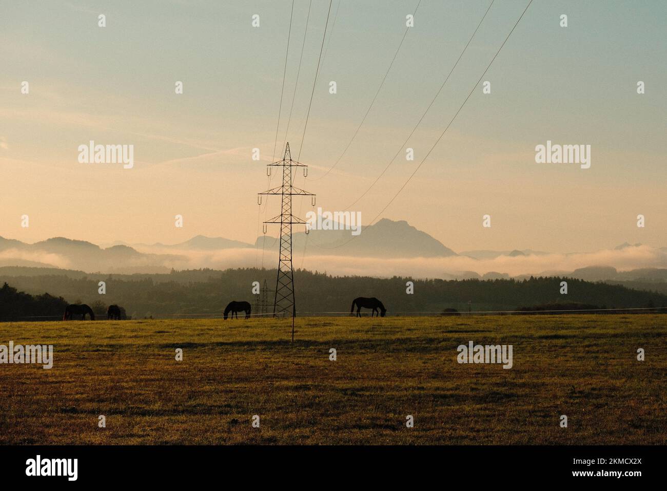 An aerial view of horses grazing in greenery field Stock Photo - Alamy