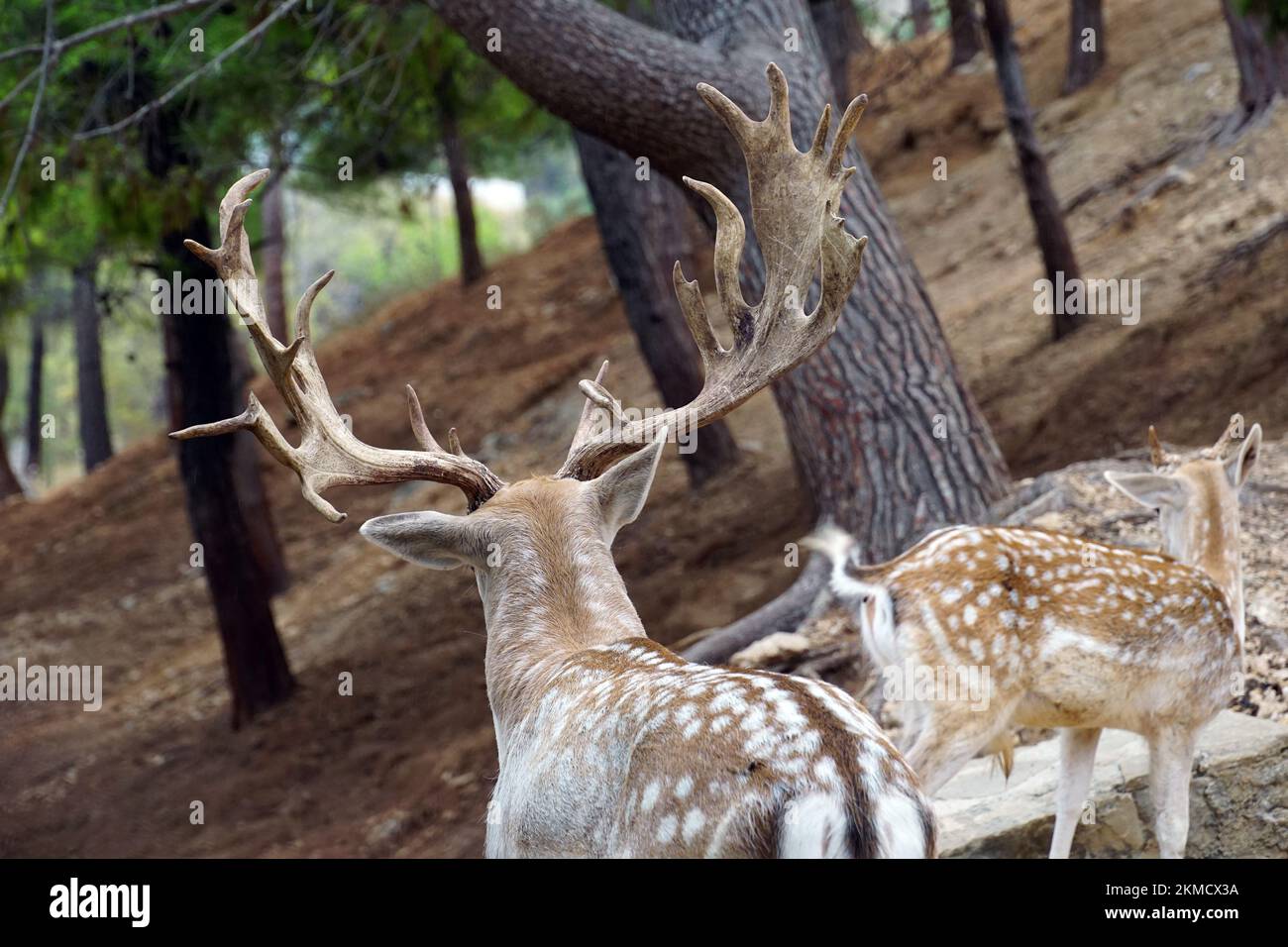 fallow deer, Dama dama, Damhirsch, Damwild, daim européen, európai ...
