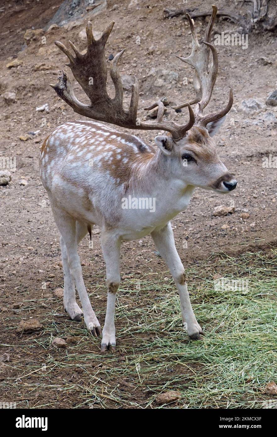 fallow deer, Dama dama, Damhirsch, Damwild, daim européen, európai ...