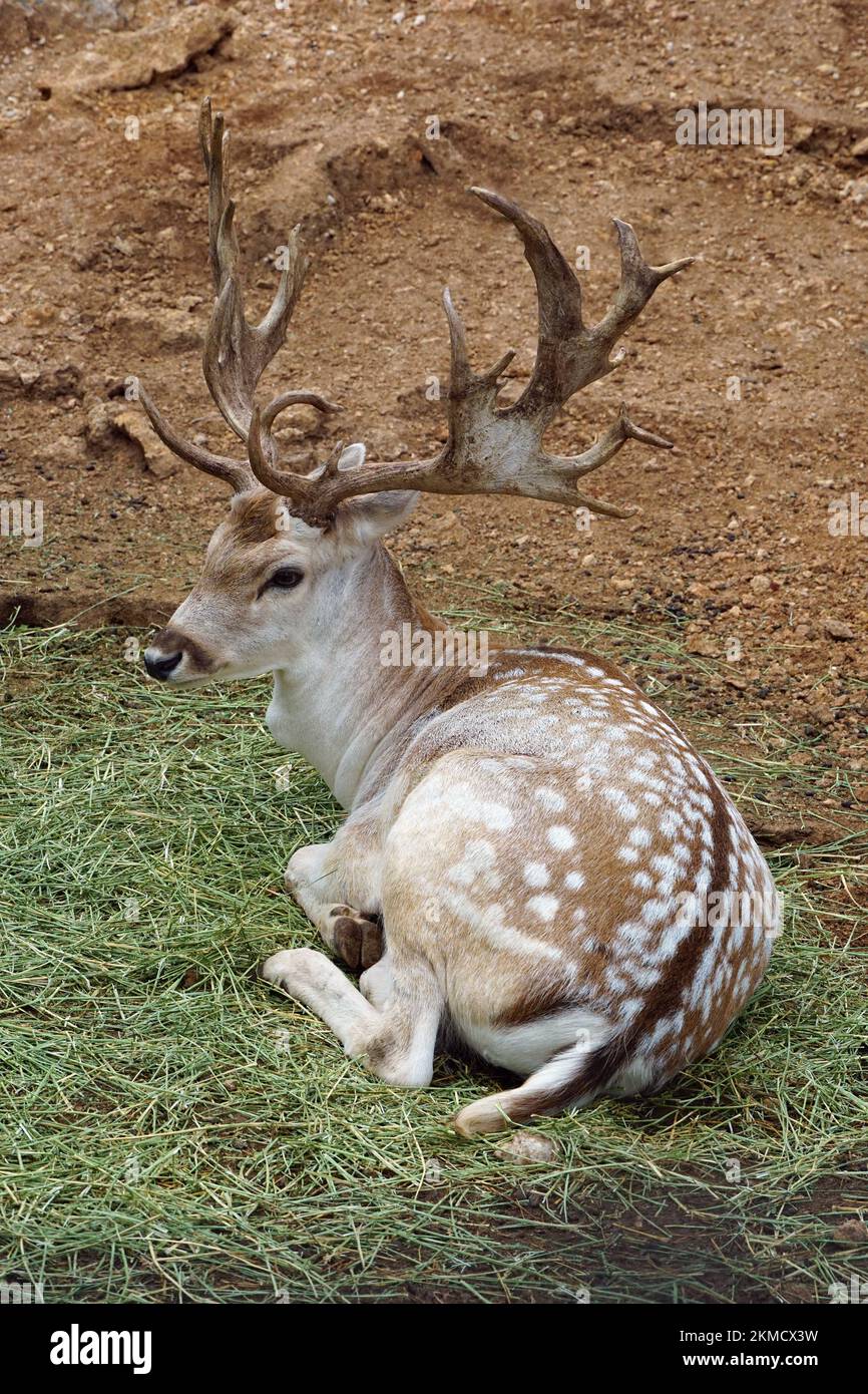 fallow deer, Dama dama, Damhirsch, Damwild, daim européen, európai ...