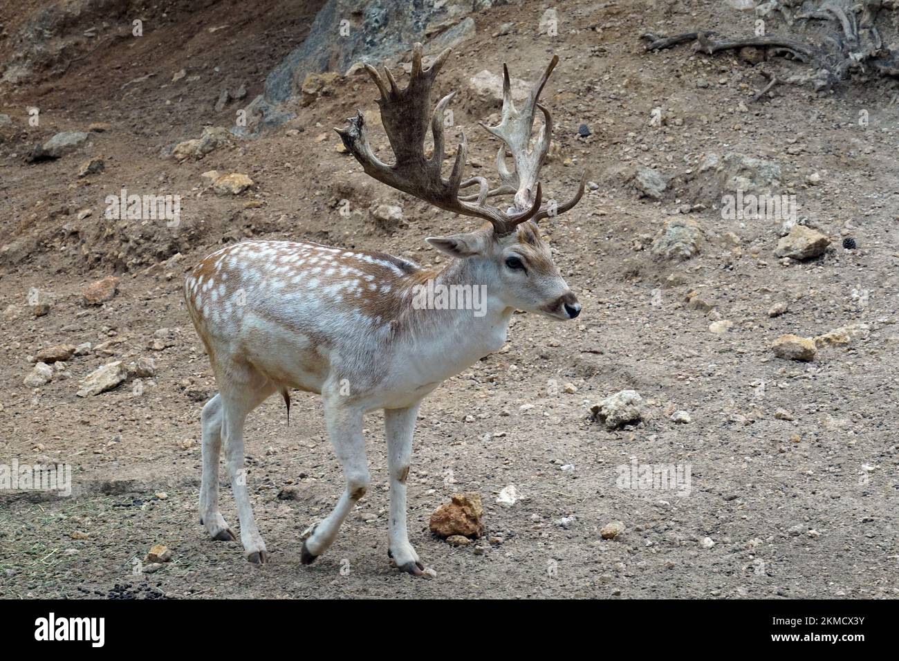 fallow deer, Dama dama, Damhirsch, Damwild, daim européen, európai dámvad, Crete, Greece, Europe ...