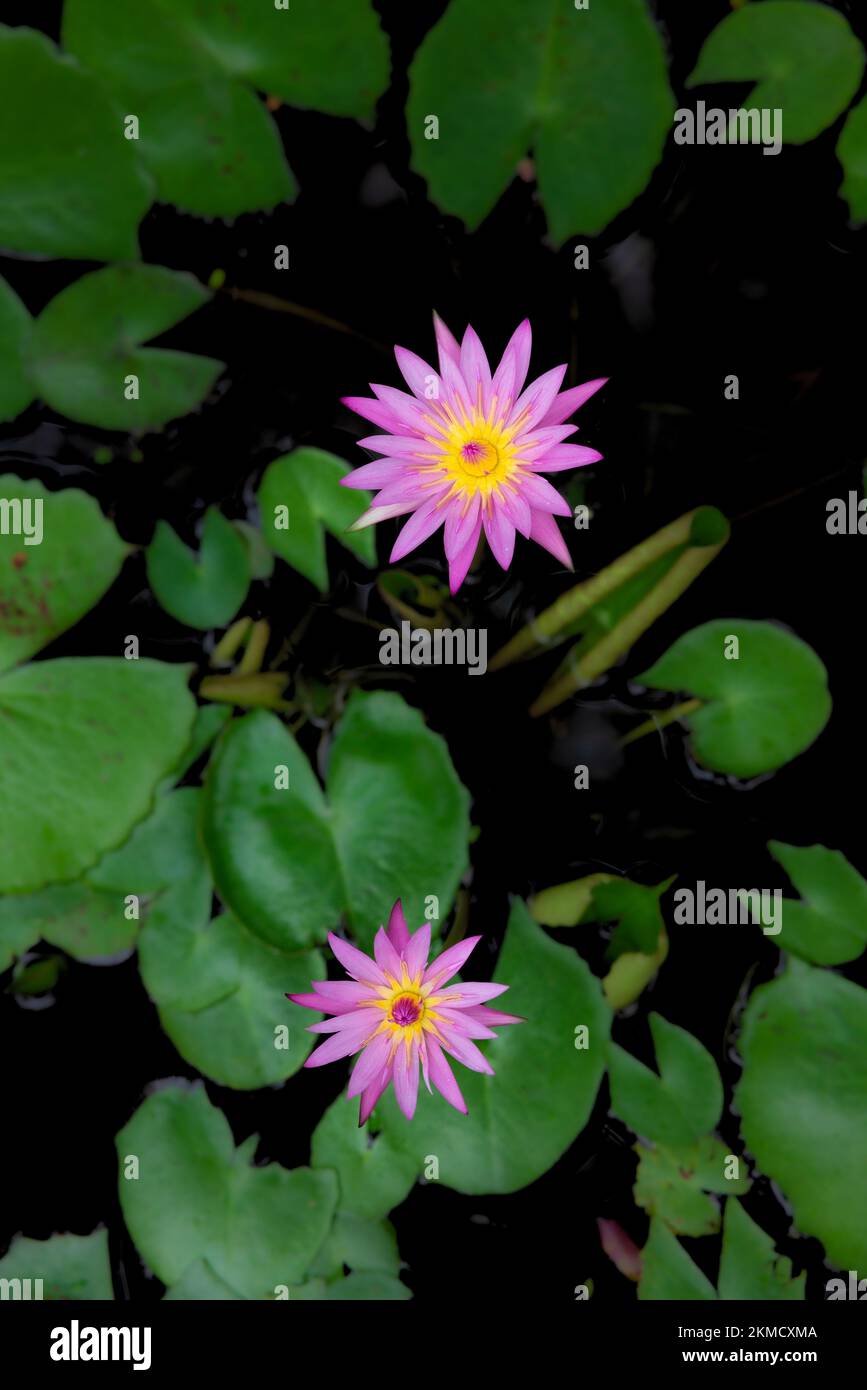 The vertical top view of water lily heads blooming in a pond Stock ...