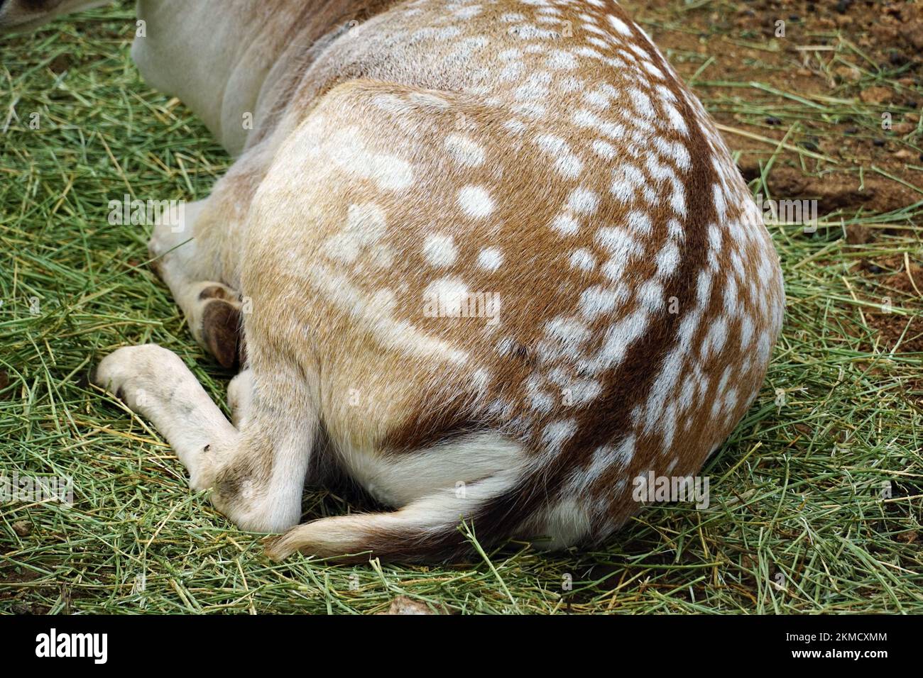 fallow deer, Dama dama, Damhirsch, Damwild, daim européen, európai dámvad, Crete, Greece, Europe ...