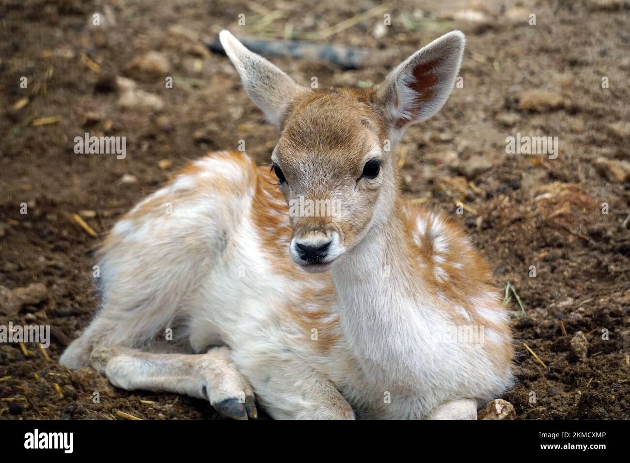 fallow deer, Dama dama, Damhirsch, Damwild, daim européen, európai ...