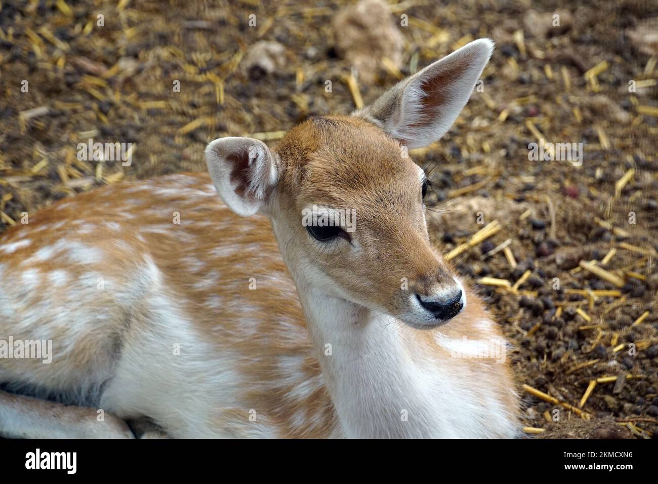 fallow deer, Dama dama, Damhirsch, Damwild, daim européen, európai dámvad, Crete, Greece, Europe ...