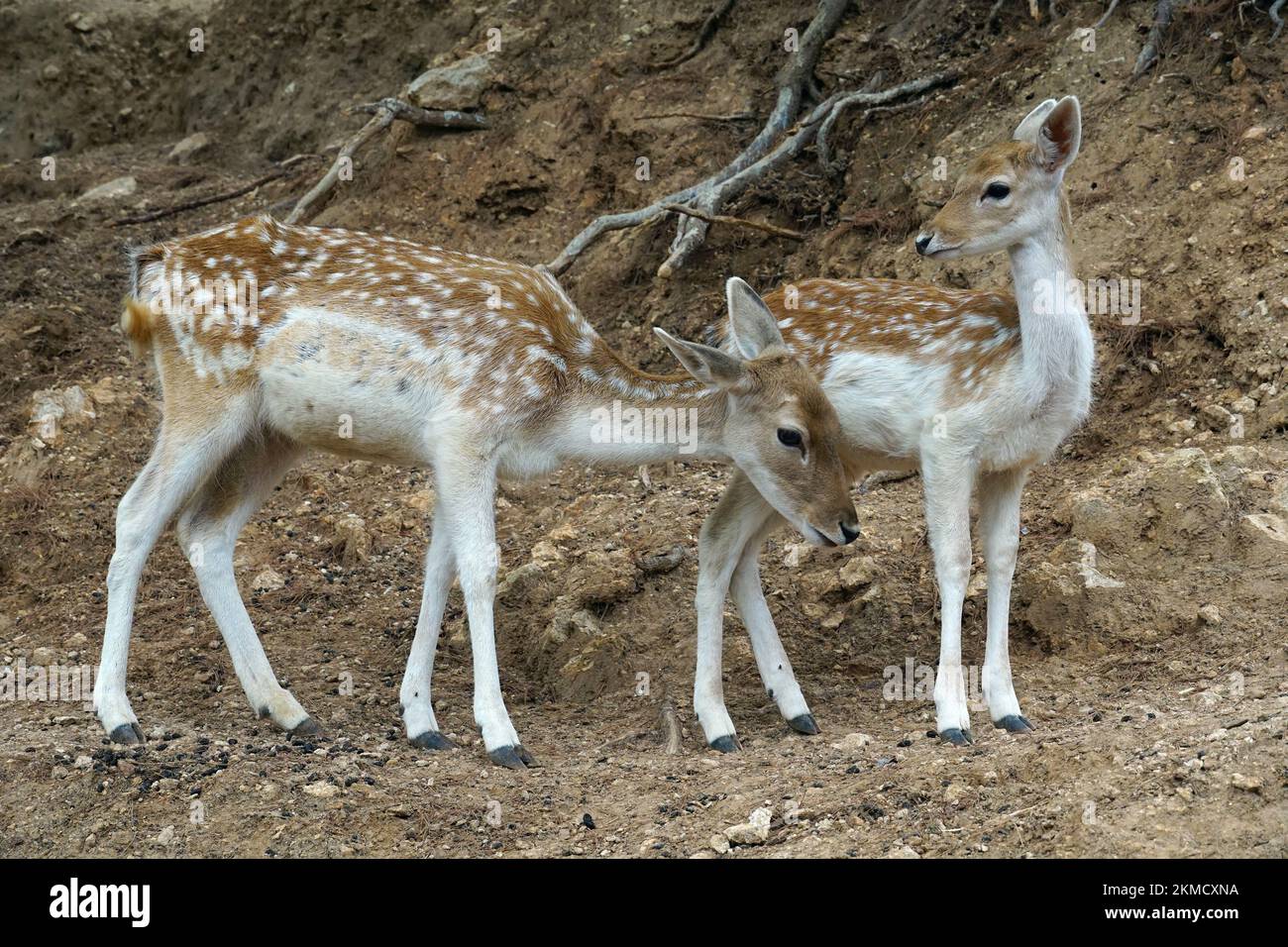 Lat 35 55011100 hi-res stock photography and images - Alamy