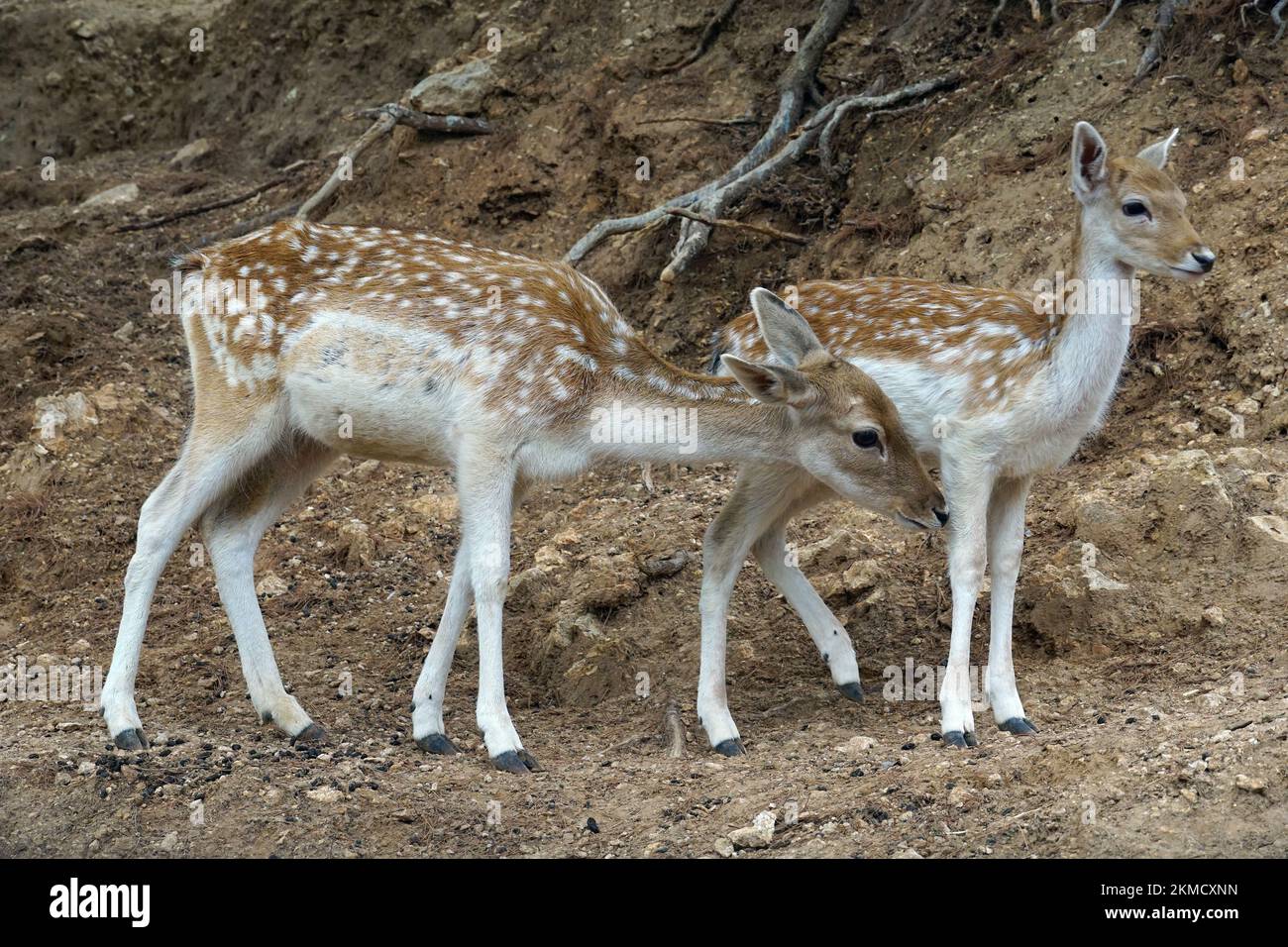 fallow deer, Dama dama, Damhirsch, Damwild, daim européen, európai ...