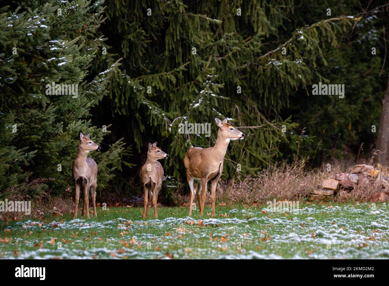 White-tailed deer (odocoileus virginianus) in November standing in a ...
