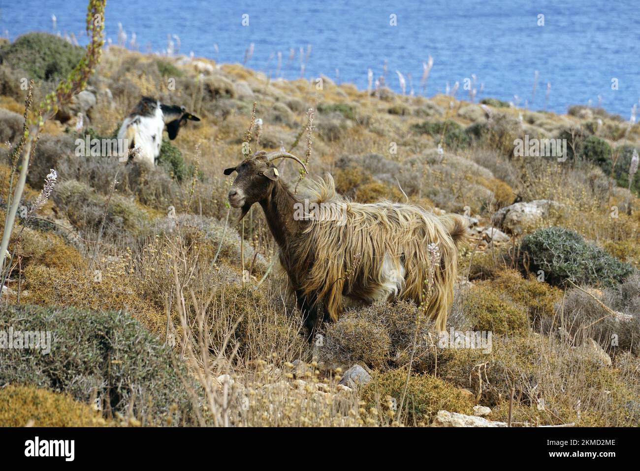 domestic goat, Hausziege, házikecske, chèvre domestique, Capra aegagrus ...