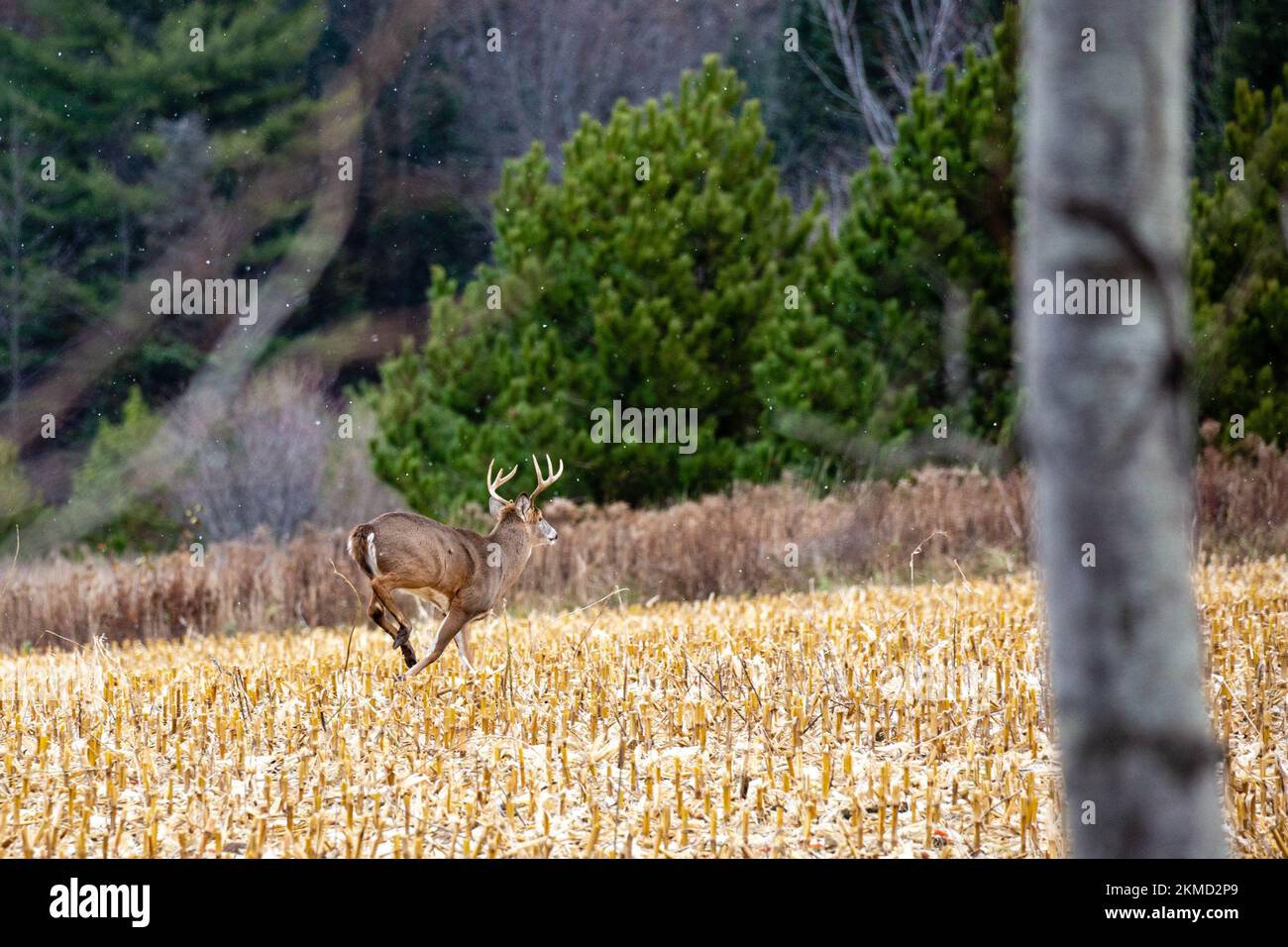 White-tailed deer buck (odocoileus virginianus) running through a ...