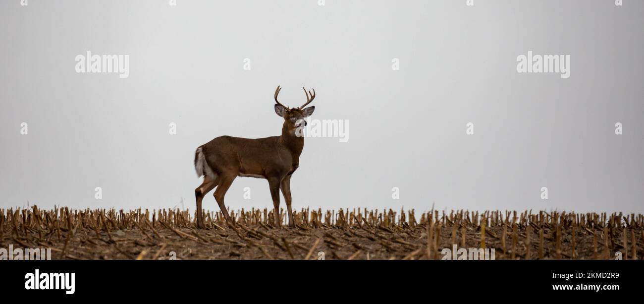 White-tailed deer buck (odocoileus virginianus) standing in a Wisconsin ...