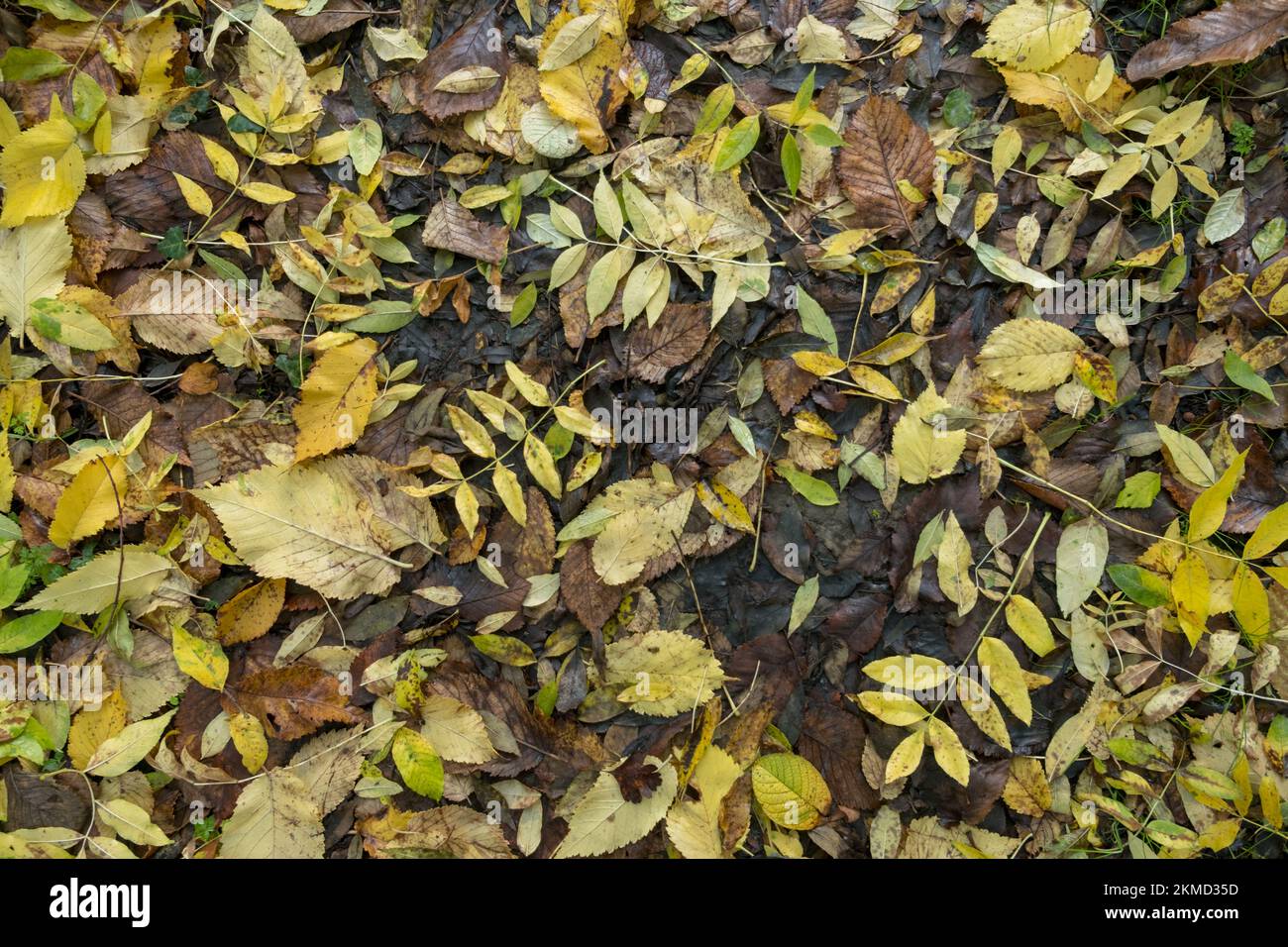 Autumn Leaf litter on the floor Stock Photo - Alamy