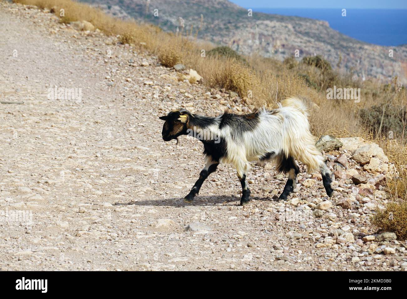 domestic goat, Hausziege, házikecske, chèvre domestique, Capra aegagrus ...