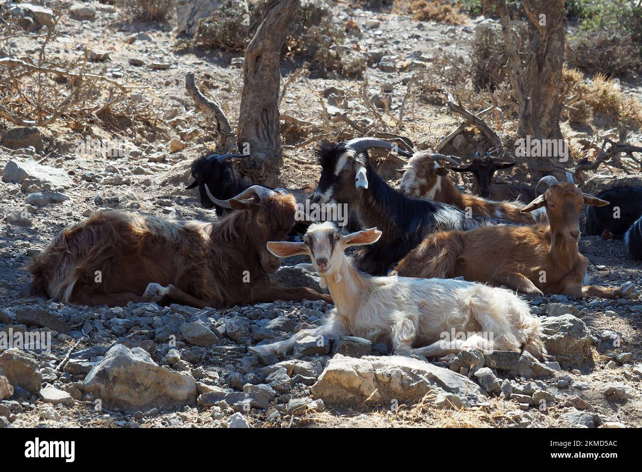 domestic goat, Hausziege, házikecske, chèvre domestique, Capra aegagrus ...