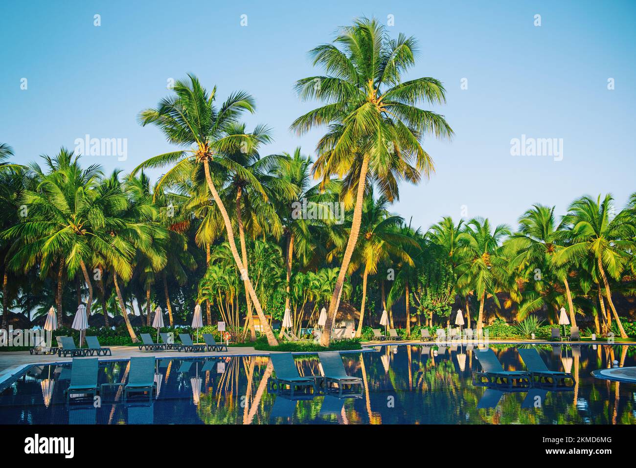 Palm trees and pool Stock Photo - Alamy