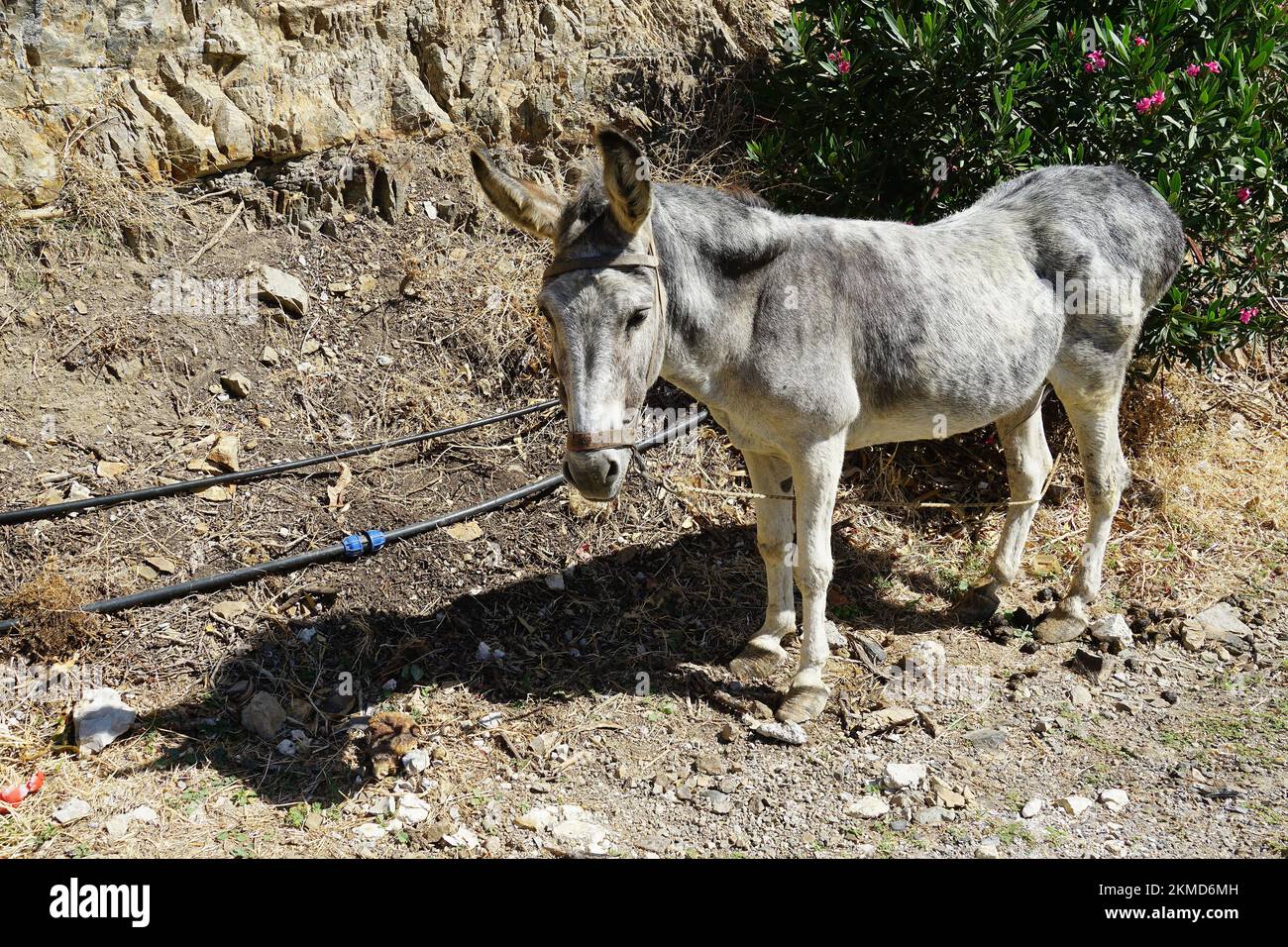 donkey, Hausesel, Equus africanus asinus, háziszamár, Crete, Greece, Europe Stock Photo - Alamy